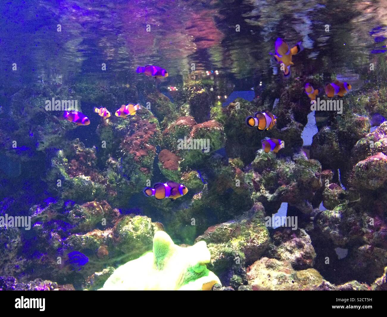 Pesci Nemo Immagini e Fotos Stock - Alamy