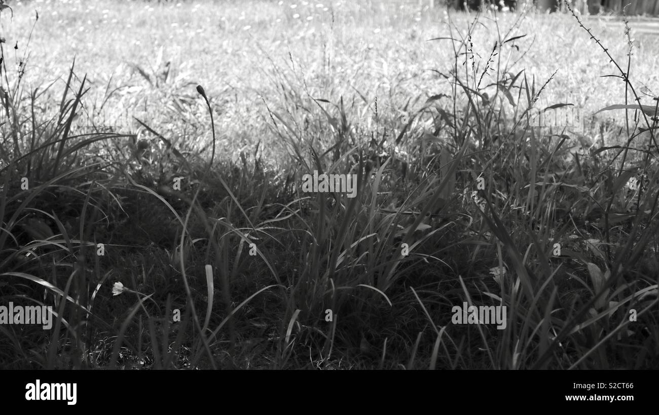 Erba bianca immagini e fotografie stock ad alta risoluzione - Alamy