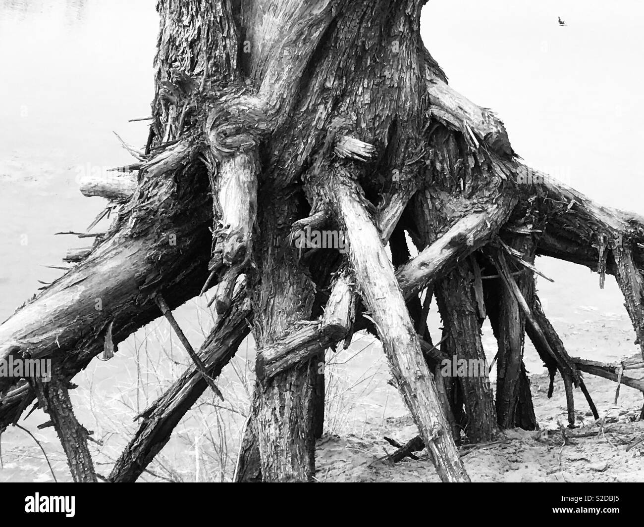 Radici aeree Foto e Immagini Stock in Bianco e Nero - Alamy