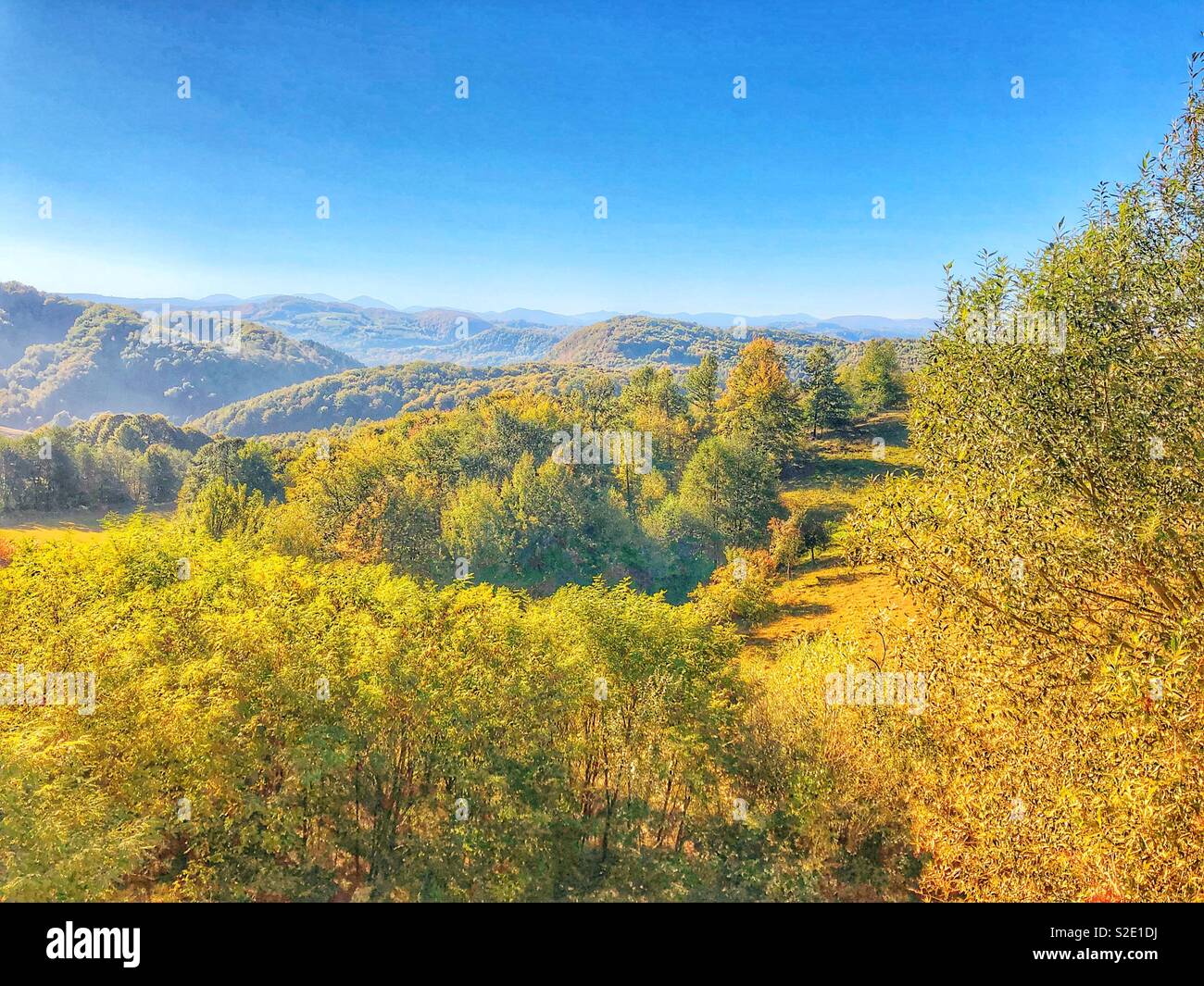 Flora rumena immagini e fotografie stock ad alta risoluzione - Alamy