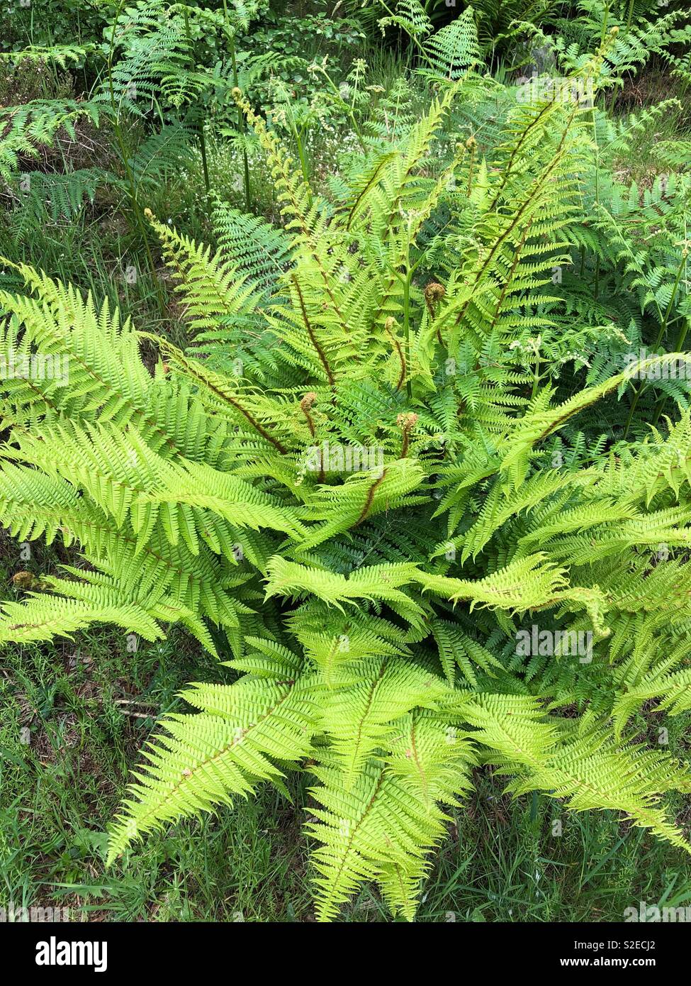 Felci selvatiche immagini e fotografie stock ad alta risoluzione - Alamy