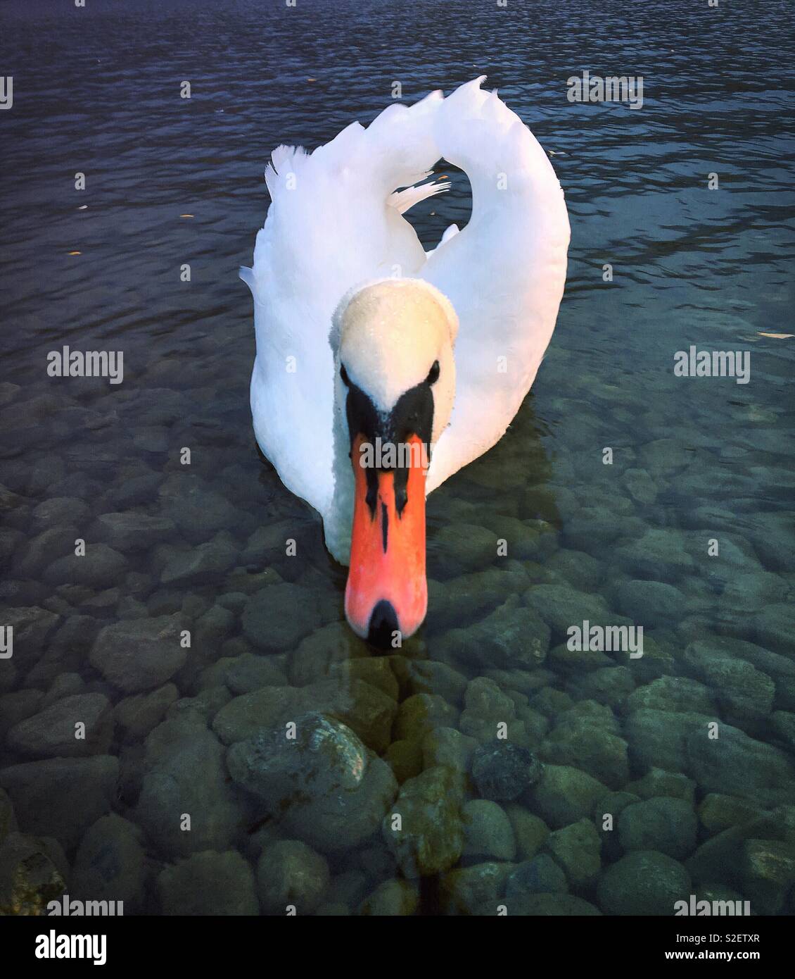 Sguardo del cigno muto immagini e fotografie stock ad alta risoluzione ...