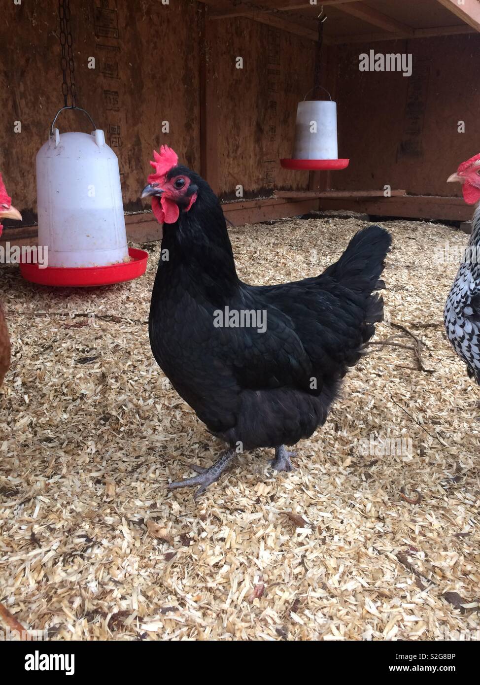 Gallina australorp immagini e fotografie stock ad alta risoluzione - Alamy