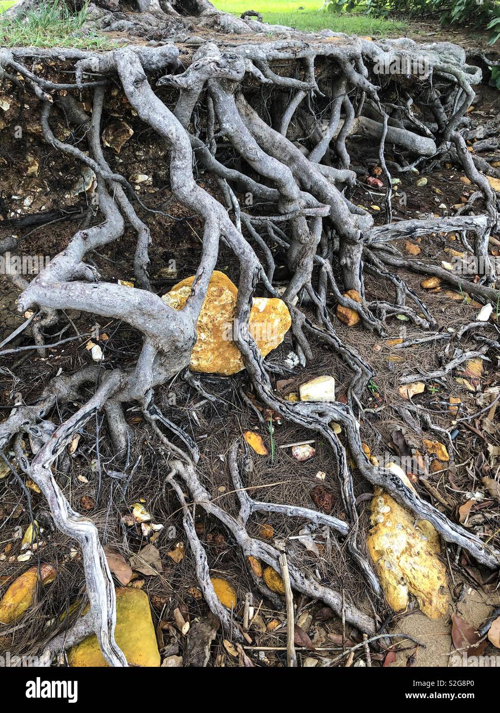 Albero con radici immagini e fotografie stock ad alta risoluzione - Alamy