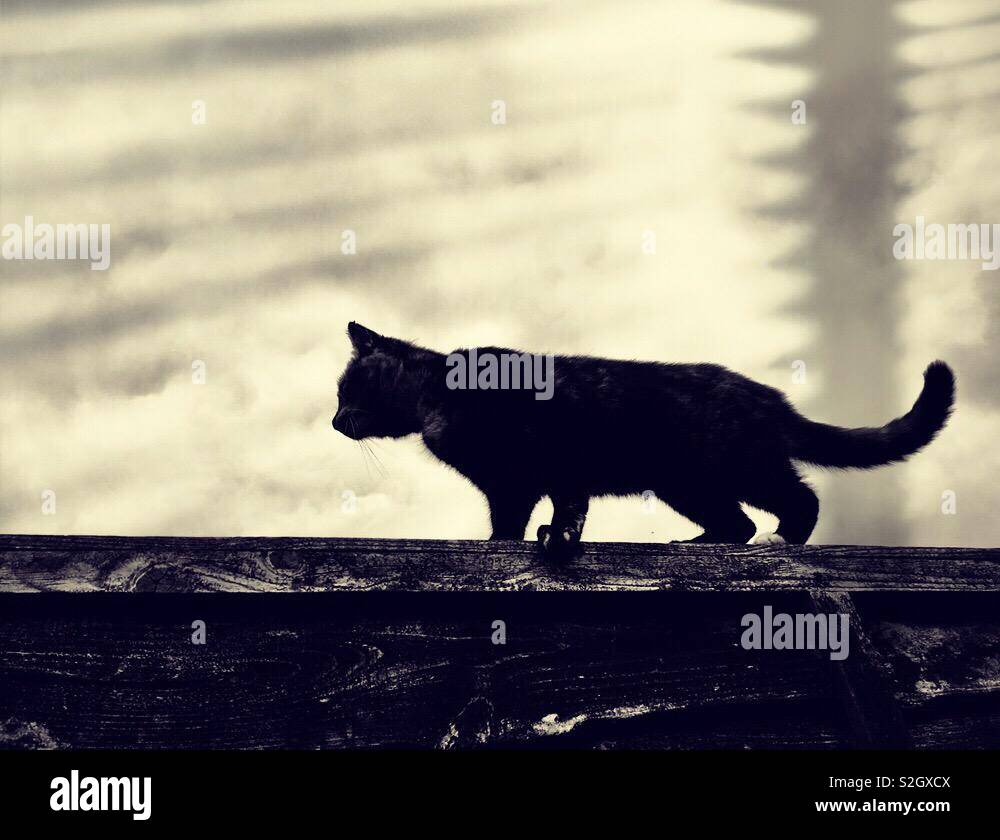 Sagoma di gatto peloso immagini e fotografie stock ad alta risoluzione ...