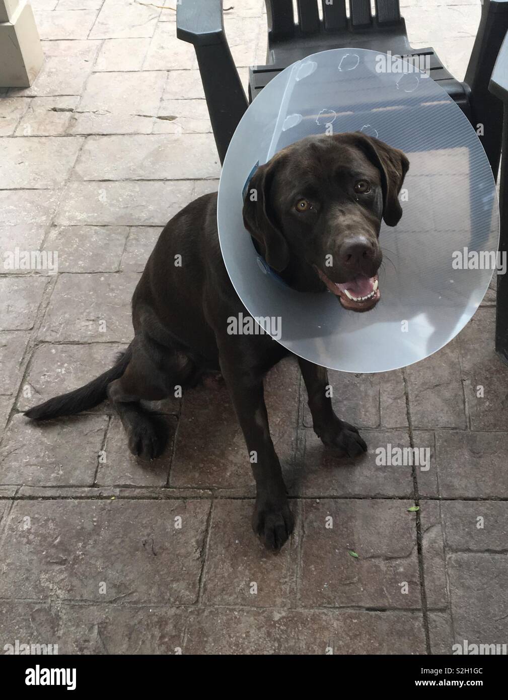 Cono di cane immagini e fotografie stock ad alta risoluzione - Alamy