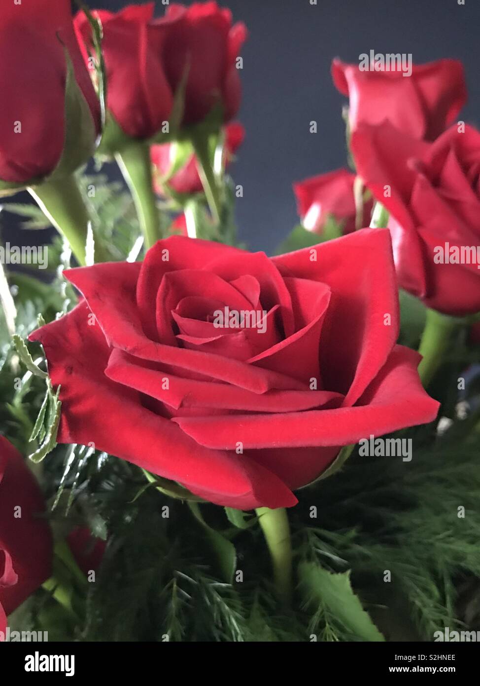 Splendide rose rosse immagini e fotografie stock ad alta risoluzione ...