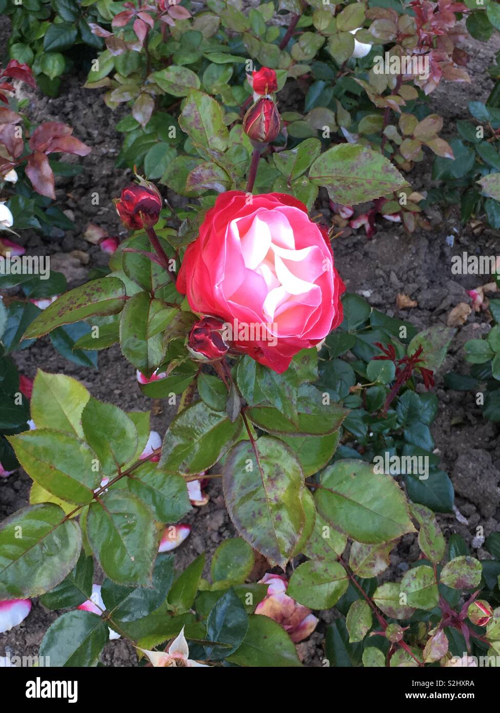 Rosa rossa e bianca immagini e fotografie stock ad alta risoluzione - Alamy