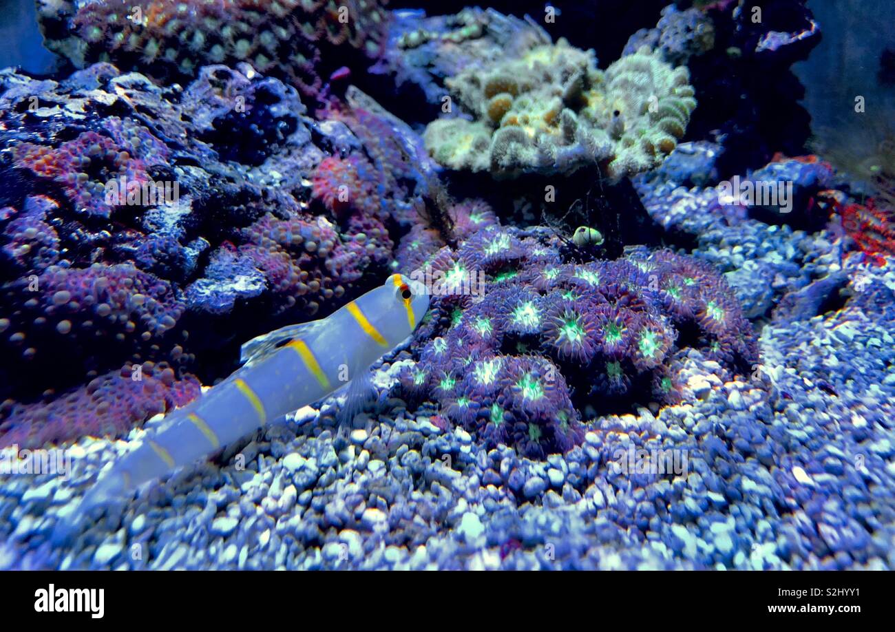 Pesce ghiozzo immagini e fotografie stock ad alta risoluzione - Alamy
