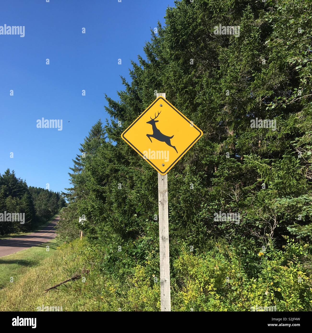 Cartello stradale dei cervi immagini e fotografie stock ad alta ...