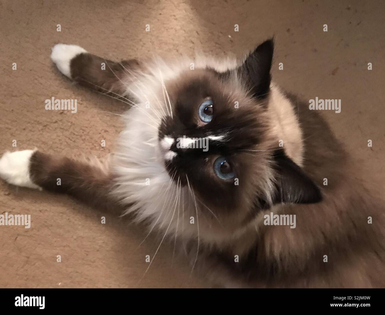 Ragdoll cats immagini e fotografie stock ad alta risoluzione - Alamy