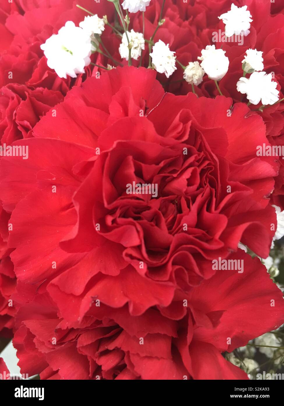 Garofano rosso immagini e fotografie stock ad alta risoluzione - Alamy