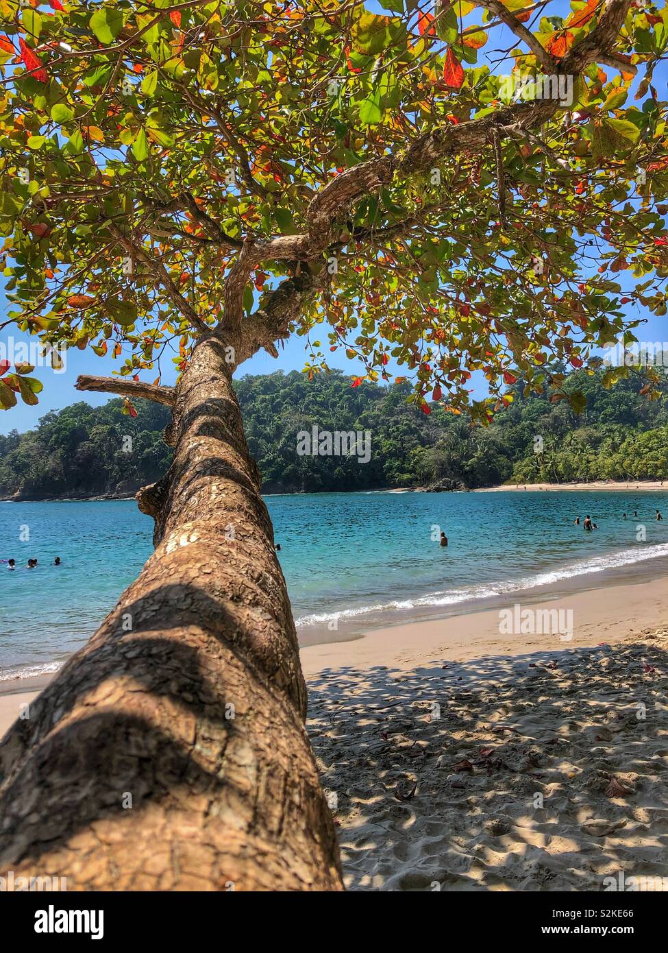 Nel parco nazionale manuel antonio costa rica immagini e fotografie ...
