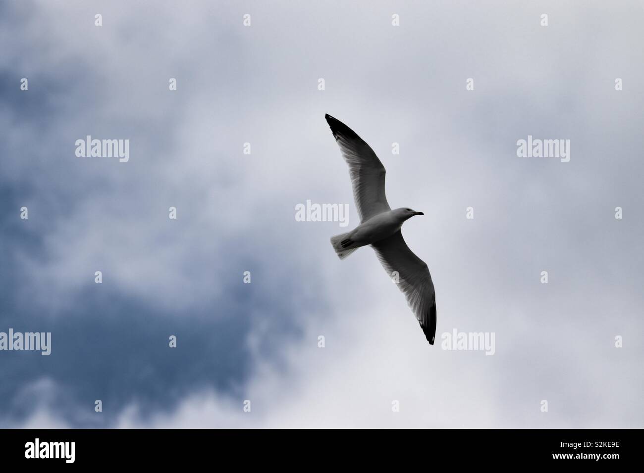 Gabbiano solitario immagini e fotografie stock ad alta risoluzione - Alamy