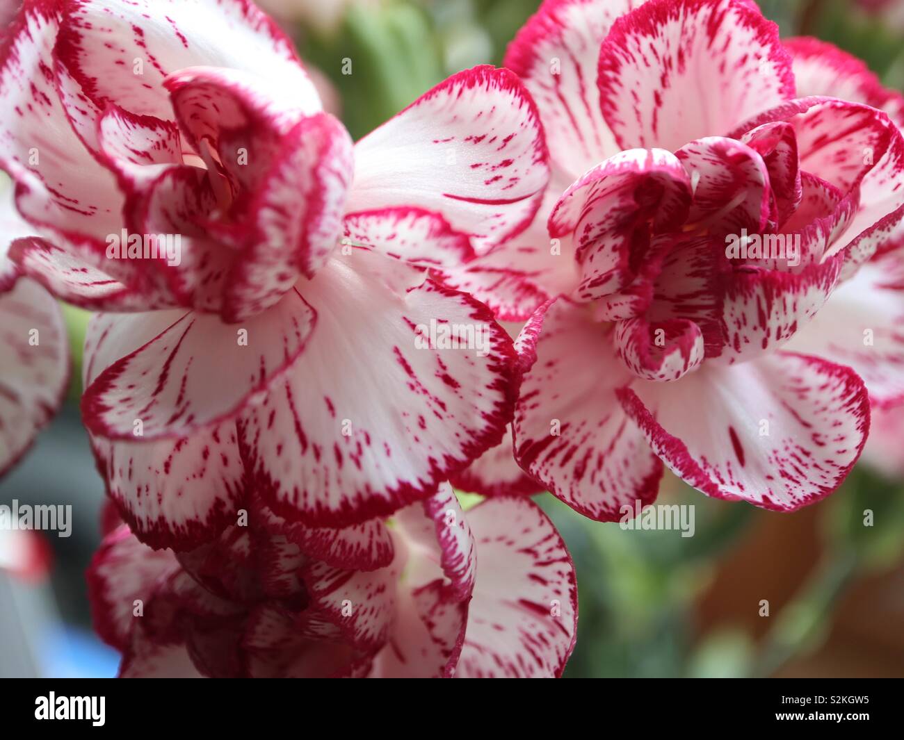 Garofano rosso immagini e fotografie stock ad alta risoluzione - Alamy