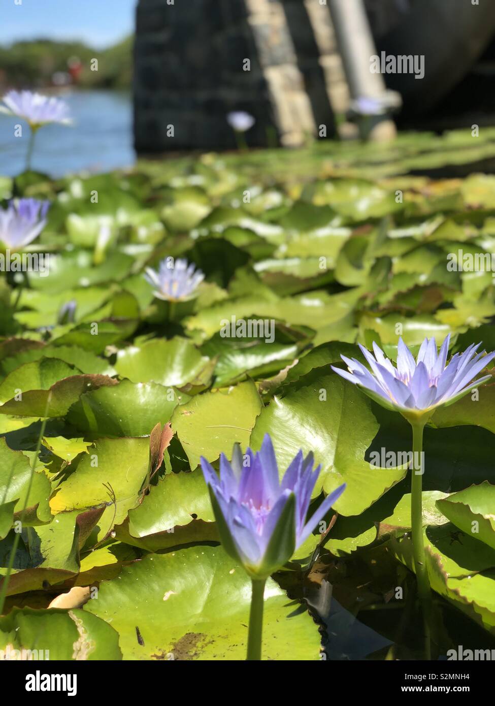Ninfee del capo immagini e fotografie stock ad alta risoluzione - Alamy