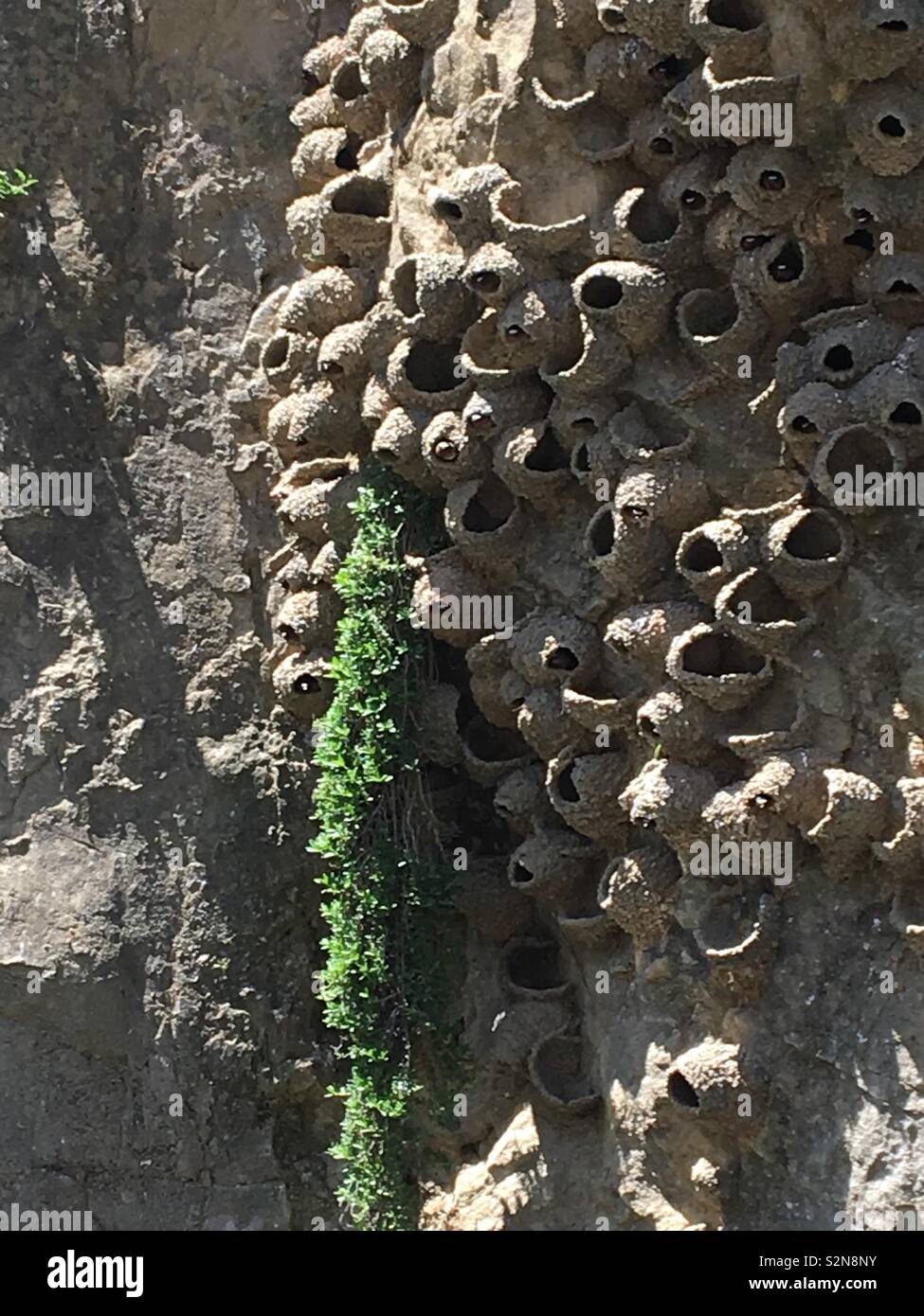 Nidi di rondine immagini e fotografie stock ad alta risoluzione - Alamy