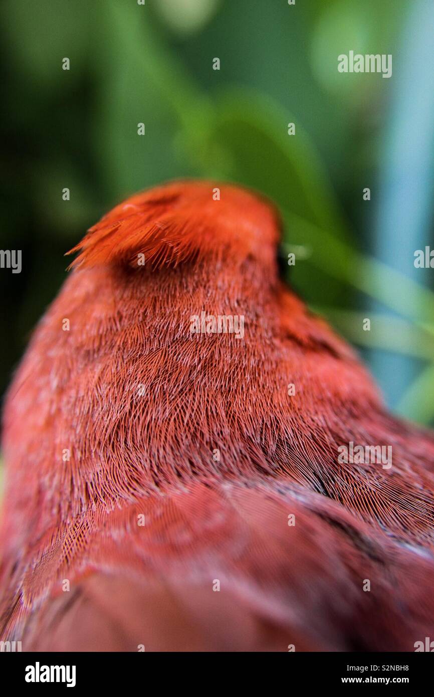 Uccello cardinale rosso immagini e fotografie stock ad alta risoluzione ...