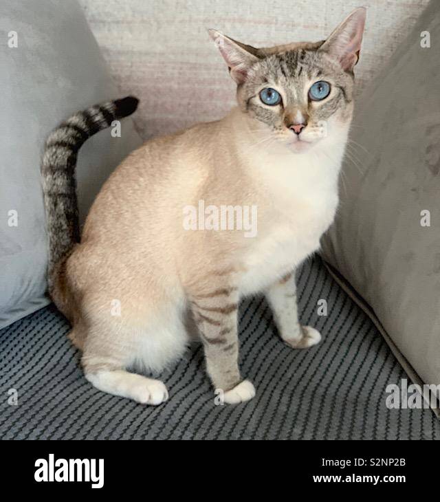Siamese blue tabby point immagini e fotografie stock ad alta ...