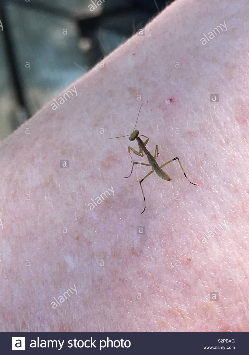 Pelle di mantide religiosa immagini e fotografie stock ad alta ...