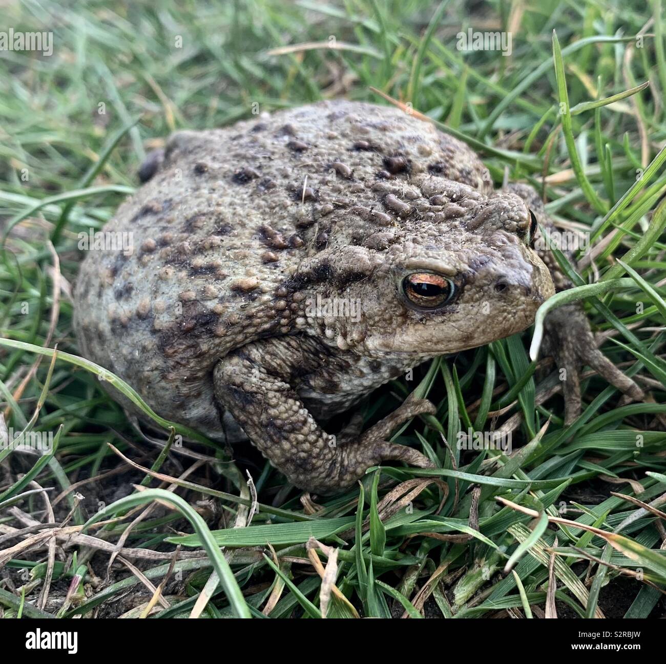 Enorme rospo immagini e fotografie stock ad alta risoluzione - Alamy