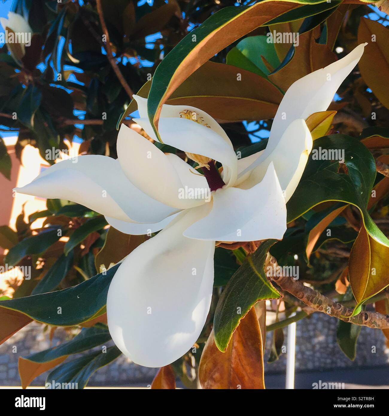 Albero di magnolia grandiflora immagini e fotografie stock ad alta ...
