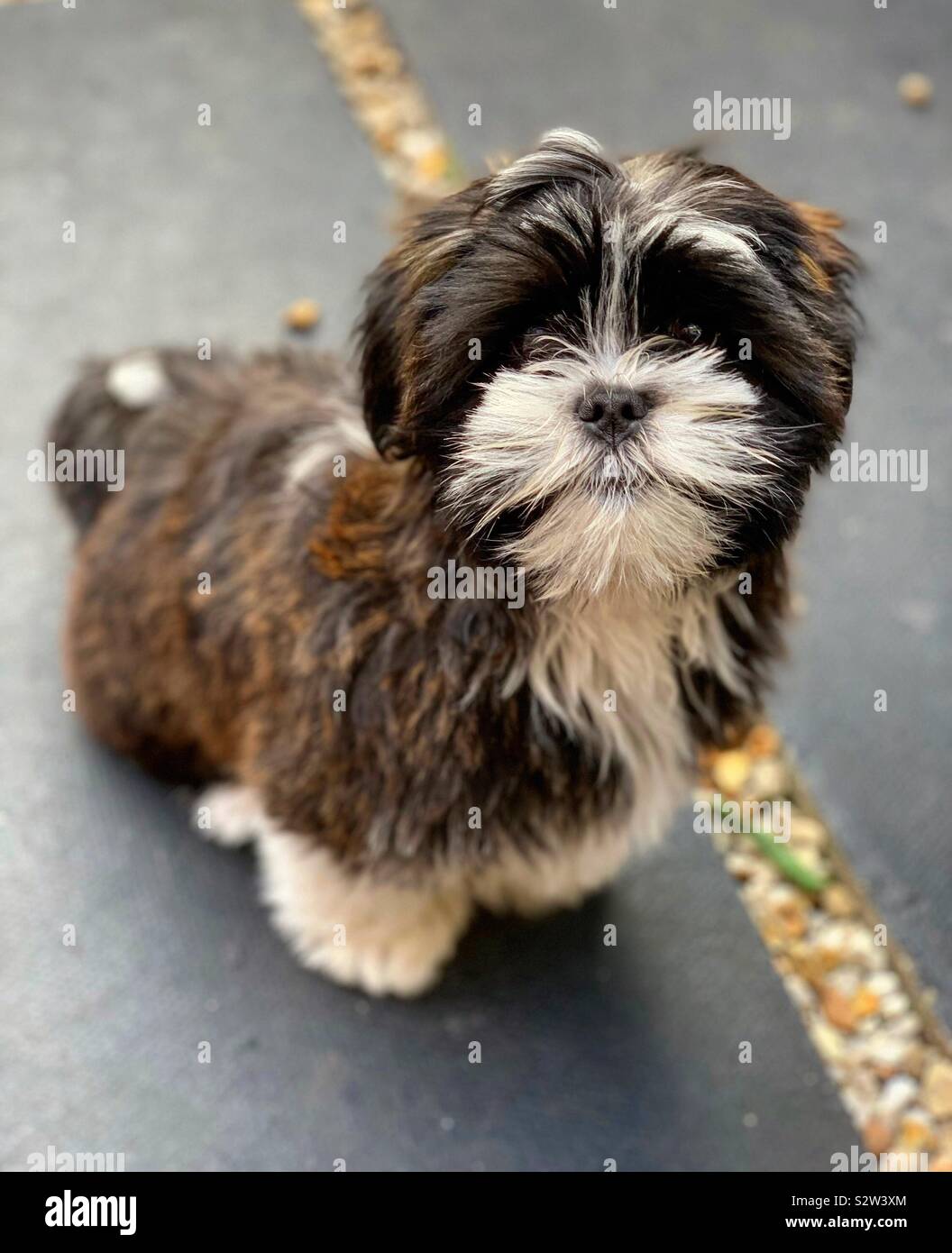 Dora the explorer dora immagini e fotografie stock ad alta risoluzione ...