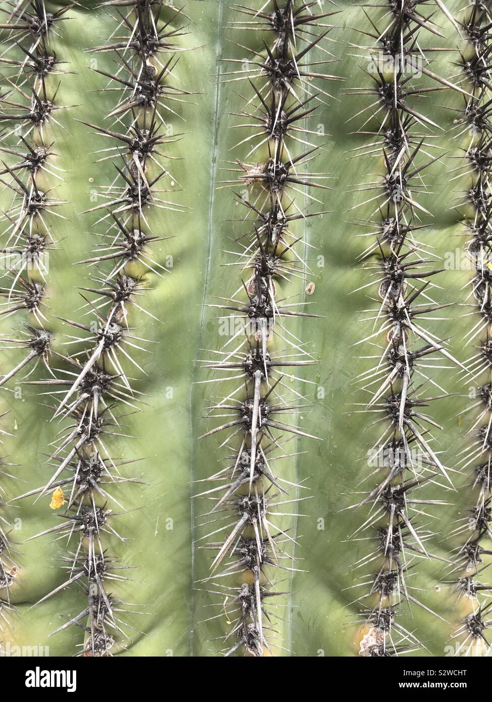 Cactus con spine immagini e fotografie stock ad alta risoluzione - Alamy