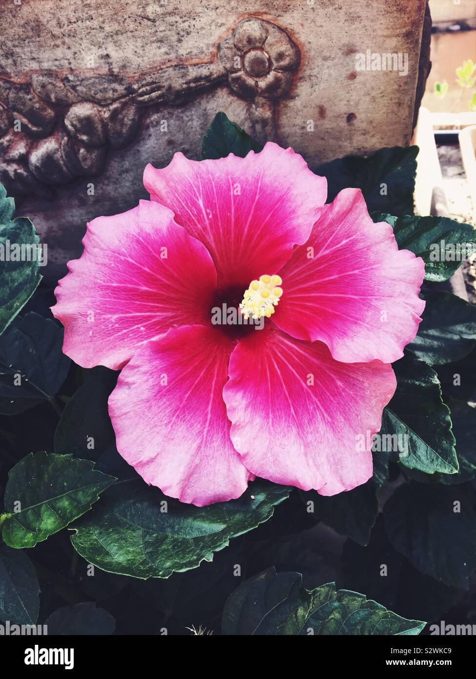 Foglie di ibisco immagini e fotografie stock ad alta risoluzione - Alamy