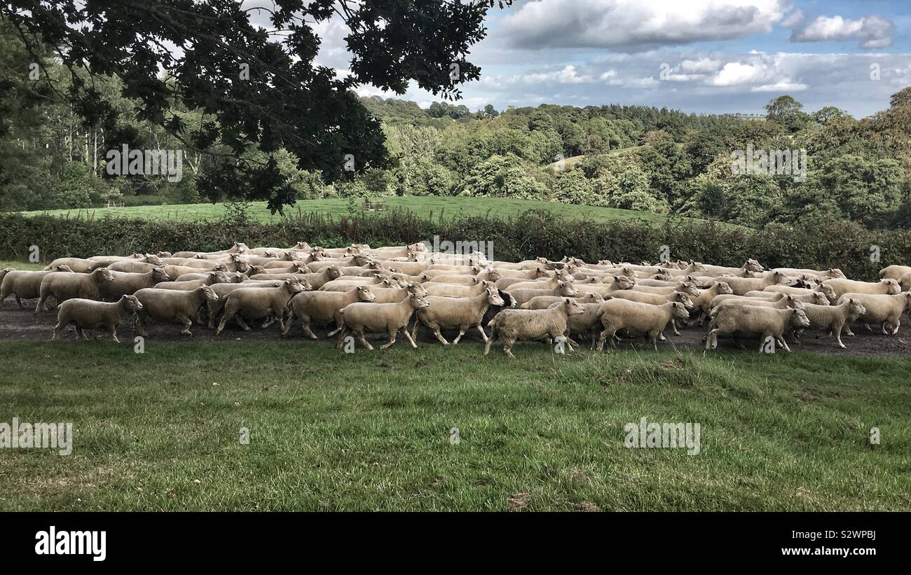 Pecore pecora mammifero pecora gregge immagini e fotografie stock ad ...