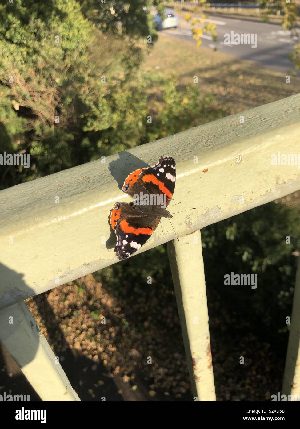 Farfalla rossa bianca nera immagini e fotografie stock ad alta ...