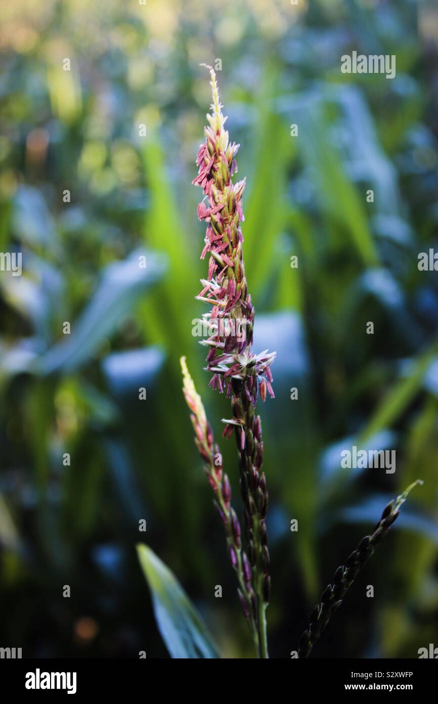 Maize flower immagini e fotografie stock ad alta risoluzione - Alamy