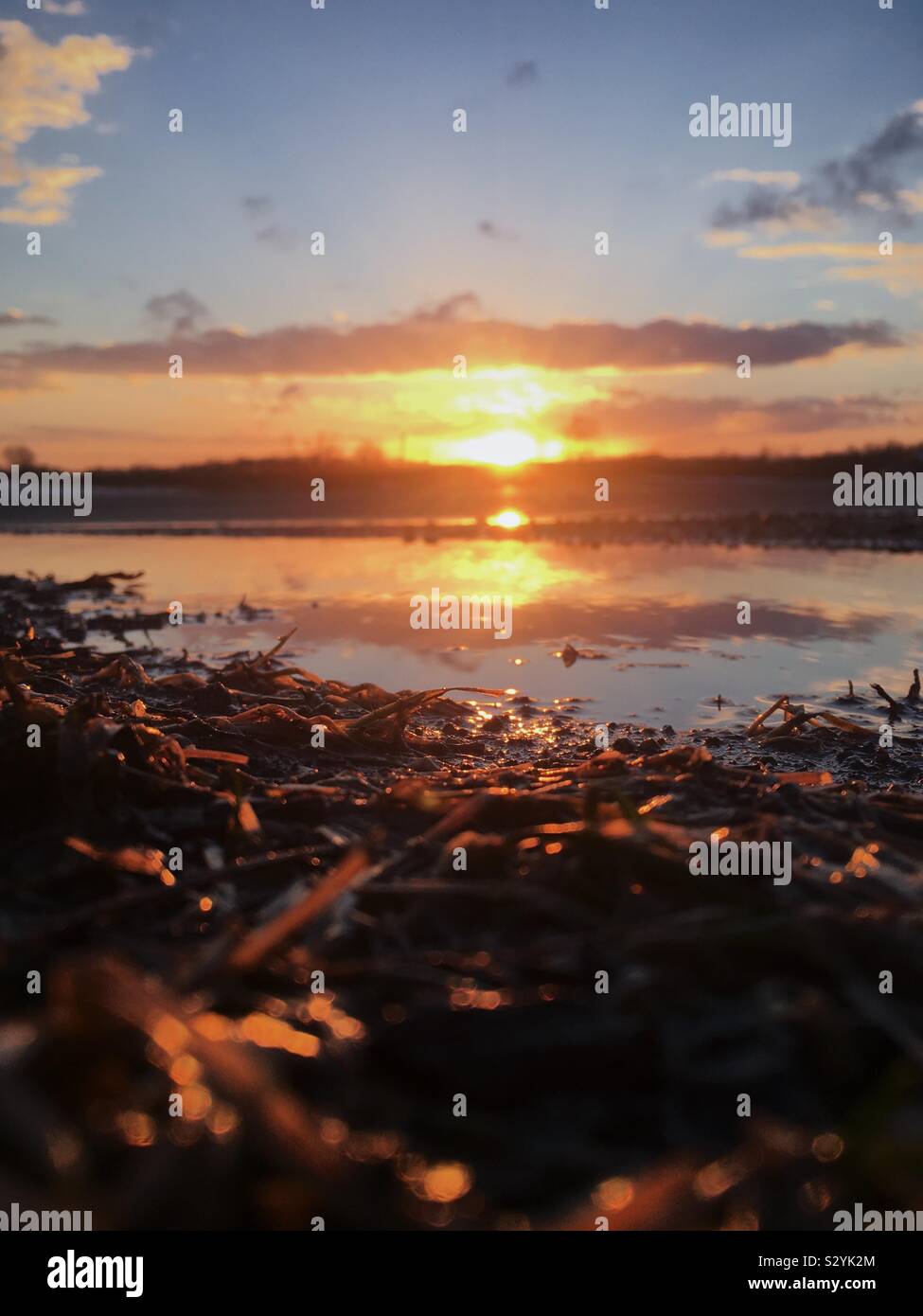 Foglie di pozzanghera immagini e fotografie stock ad alta risoluzione ...
