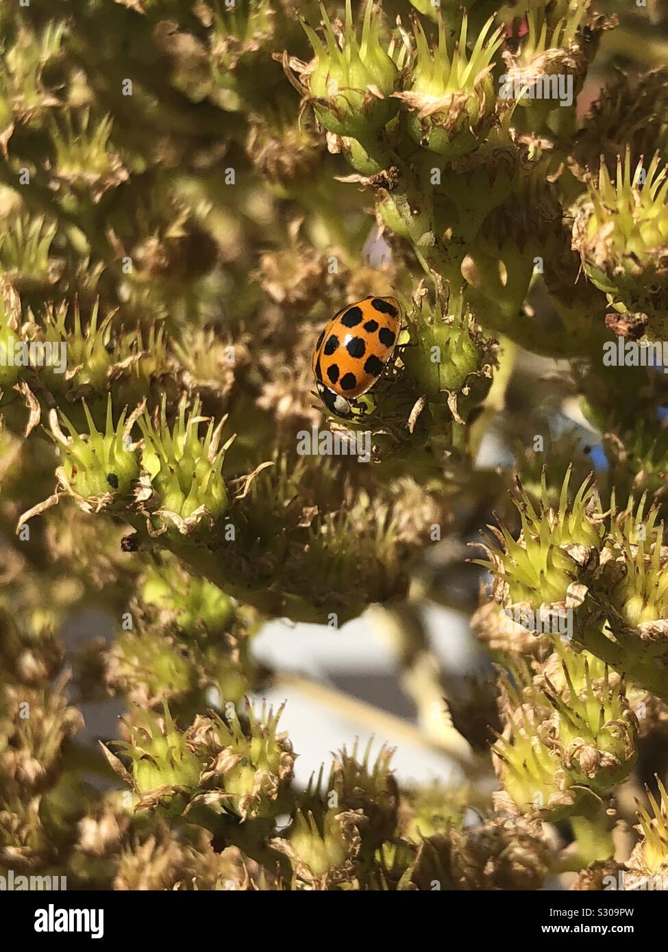 Coccinella sulla pianta immagini e fotografie stock ad alta risoluzione ...