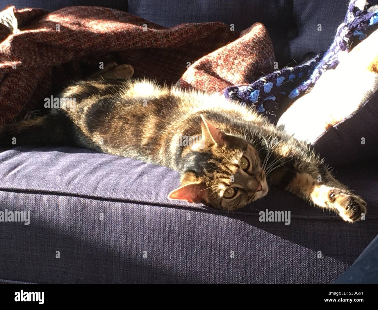 Majestic cat immagini e fotografie stock ad alta risoluzione - Alamy