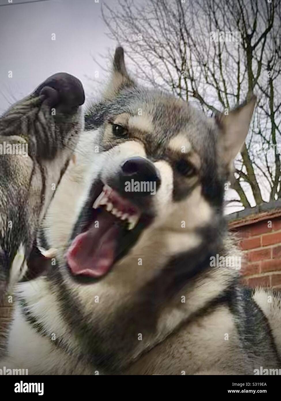 Cani feroci immagini e fotografie stock ad alta risoluzione - Alamy