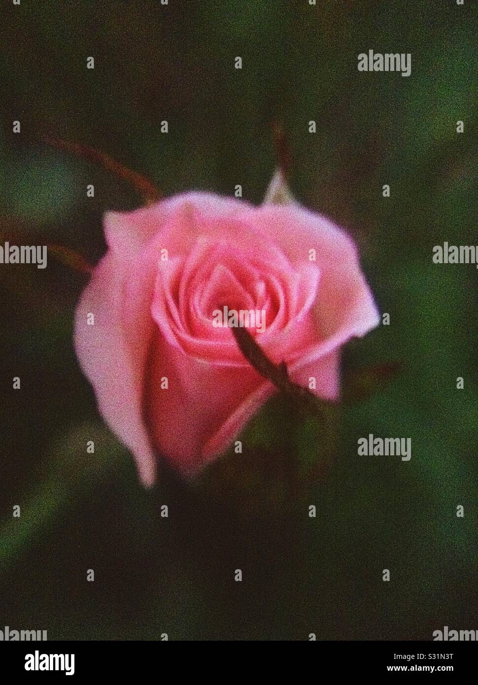 Rosa rosa piccola immagini e fotografie stock ad alta risoluzione - Alamy