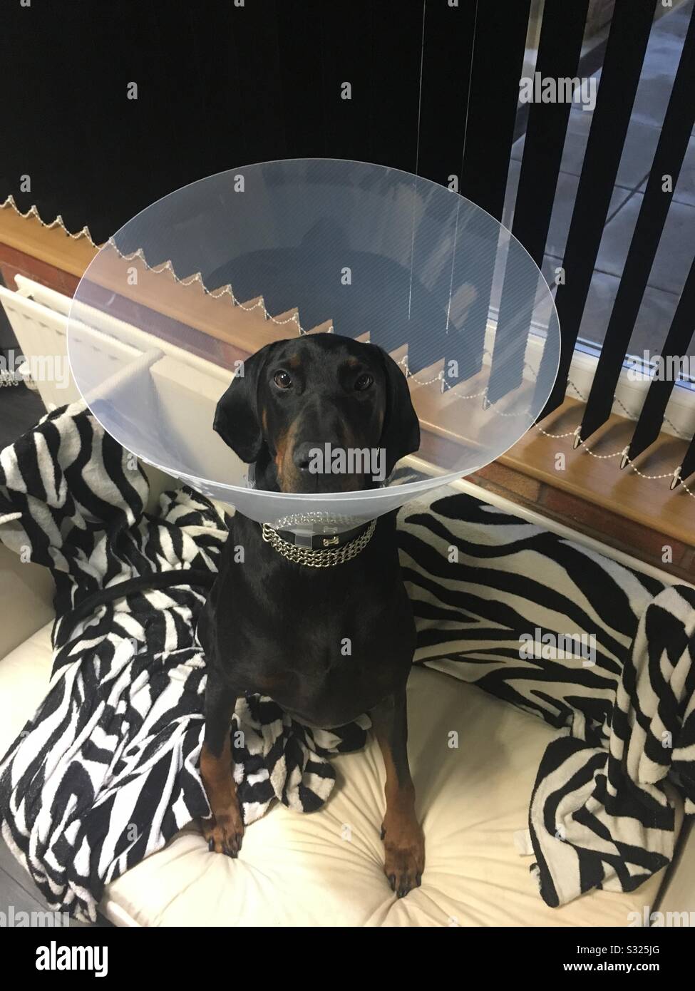 Cono di cane immagini e fotografie stock ad alta risoluzione - Alamy