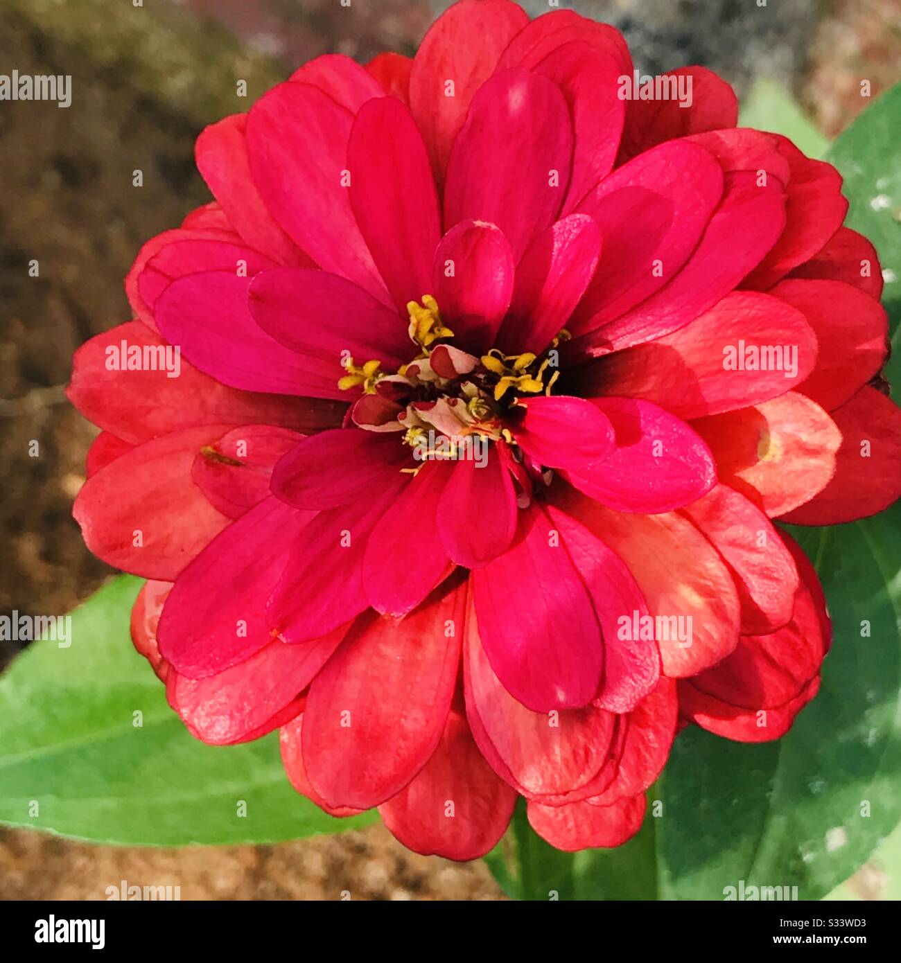 Fioriere giganti immagini e fotografie stock ad alta risoluzione - Alamy