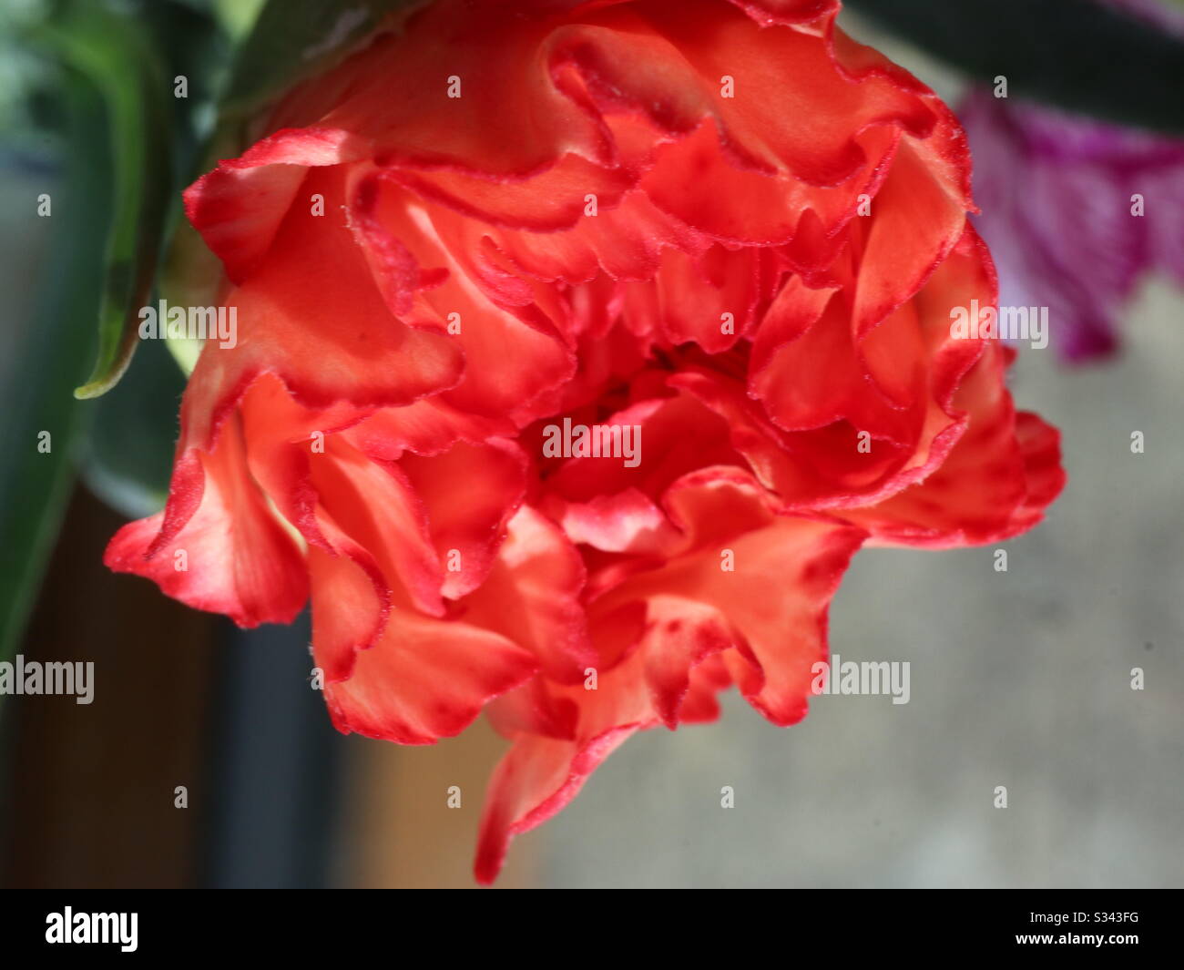 Garofano rosso immagini e fotografie stock ad alta risoluzione - Alamy