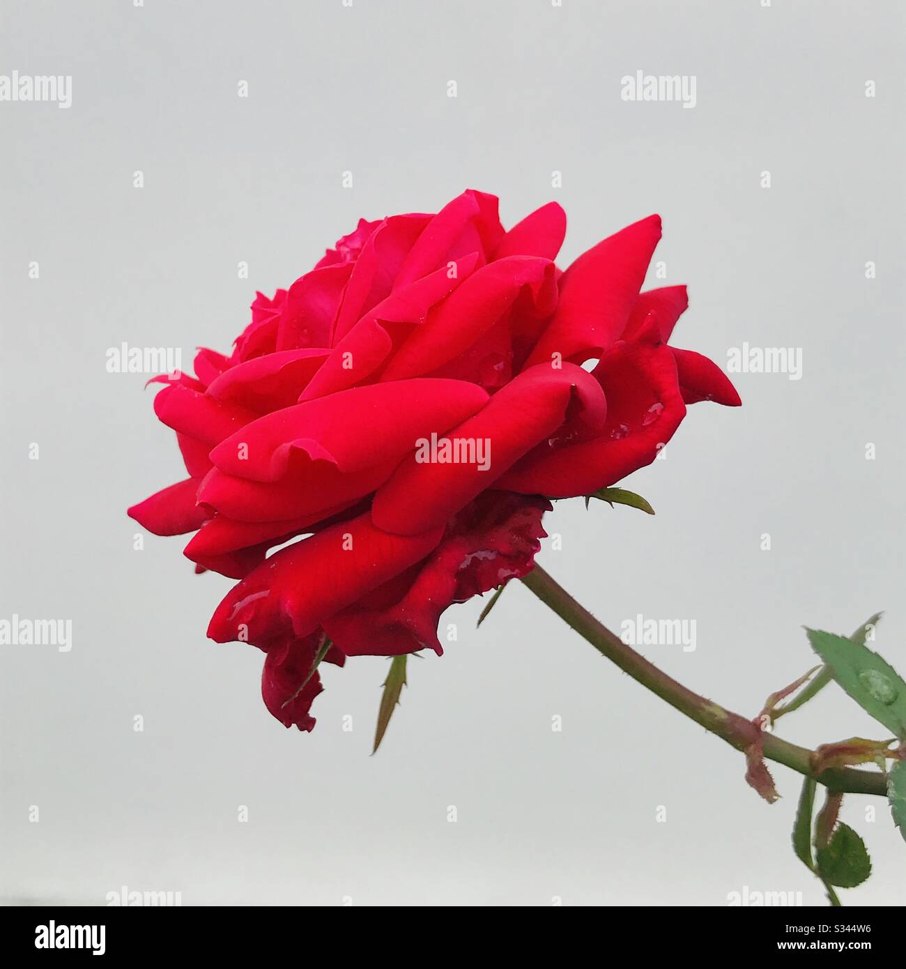 Perfetto bocciolo di rosa rossa immagini e fotografie stock ad alta ...