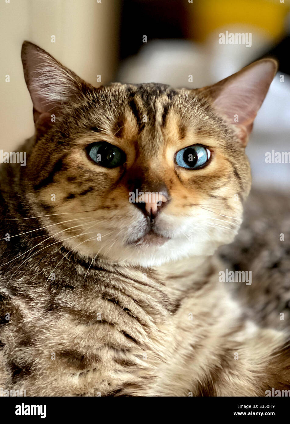 Gatto grasso immagini e fotografie stock ad alta risoluzione - Alamy