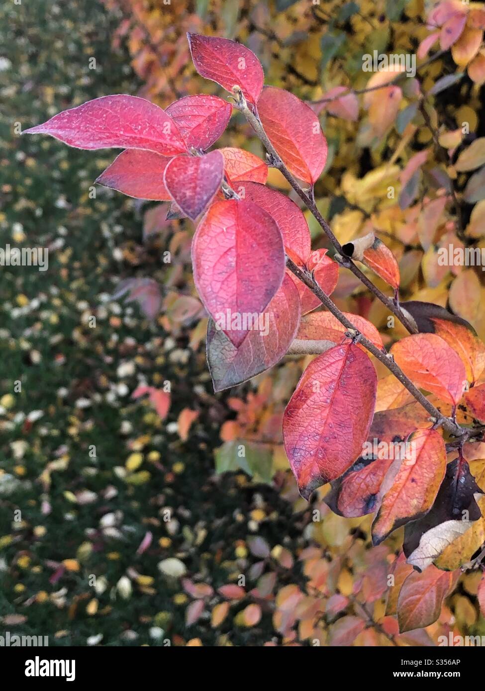 Cespuglio Di Siepe Immagini e Fotos Stock - Alamy