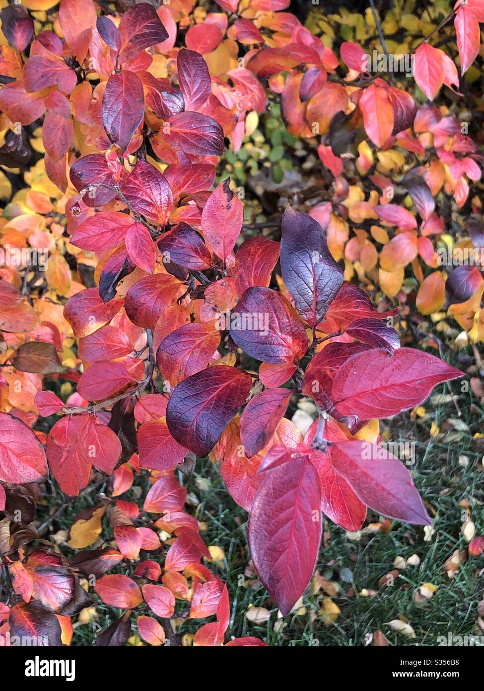 Cespuglio Di Siepe Immagini e Fotos Stock - Alamy