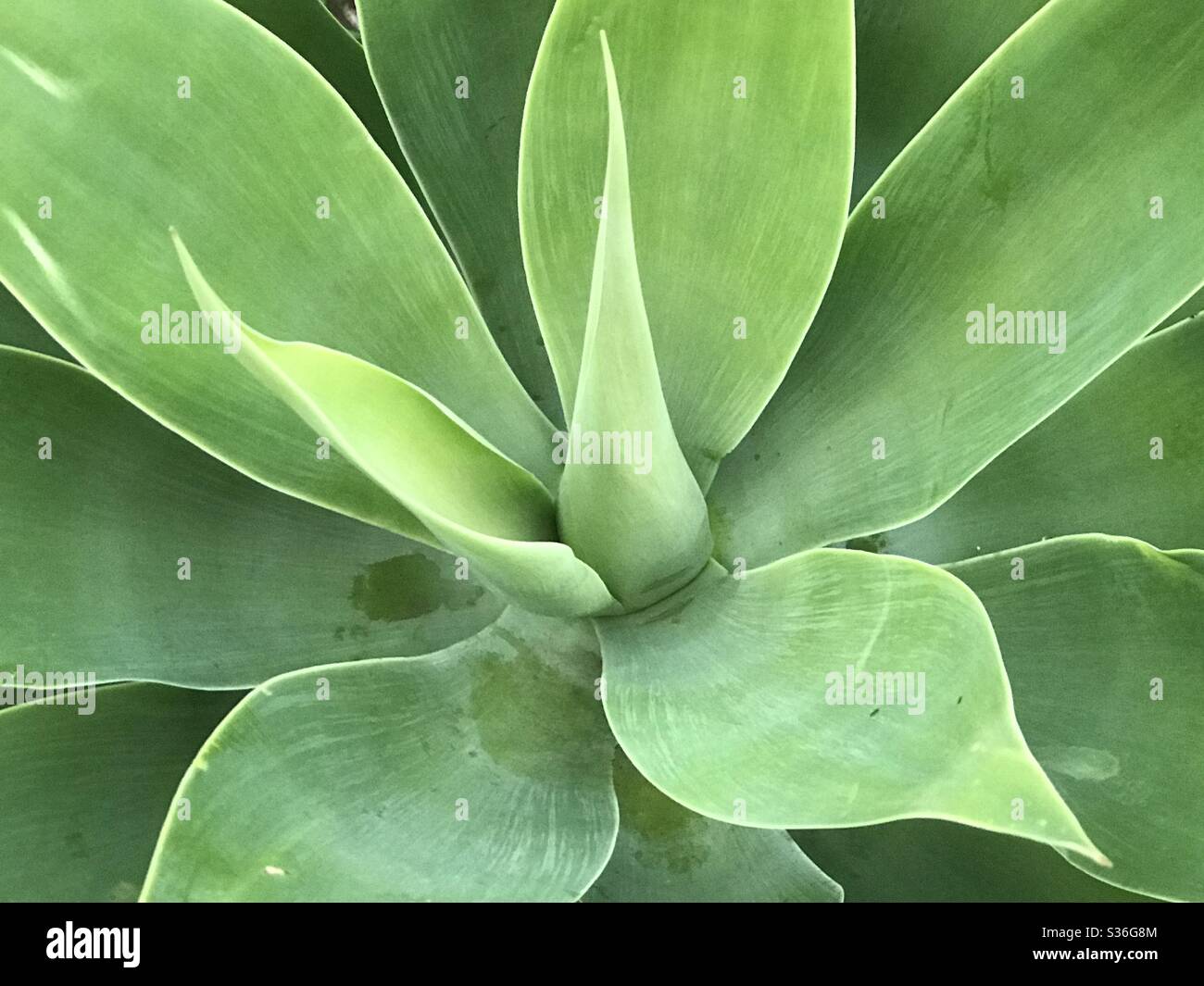 Pianta di agave immagini e fotografie stock ad alta risoluzione - Alamy