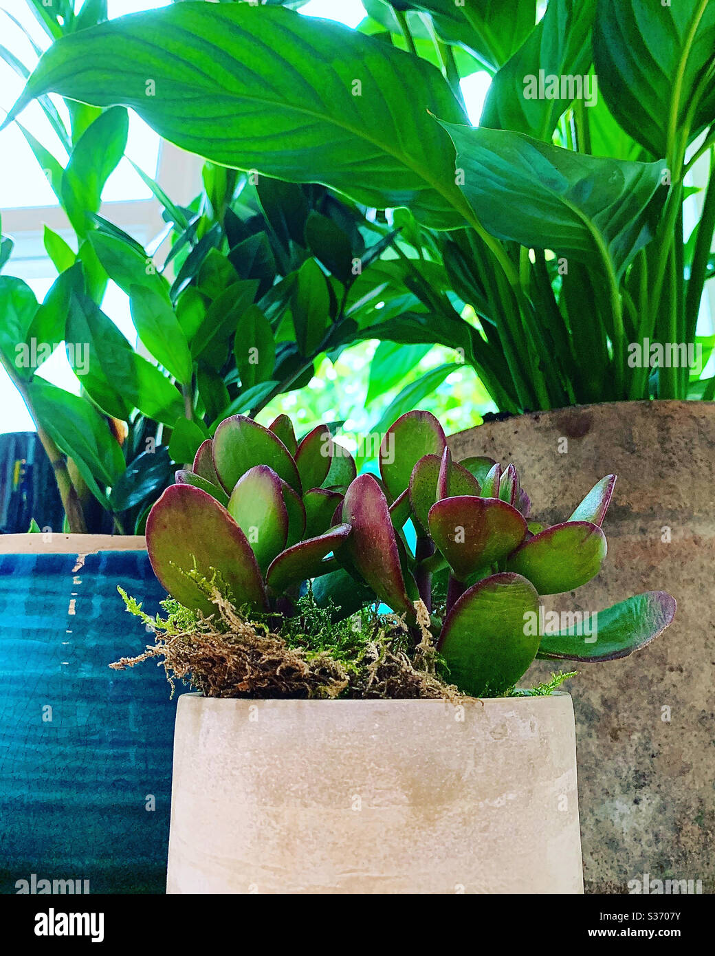 Piante da casa immagini e fotografie stock ad alta risoluzione - Alamy