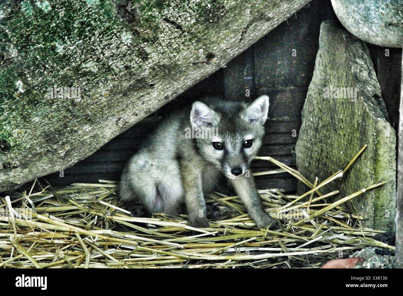 Volpe bianca volpe bianca immagini e fotografie stock ad alta ...