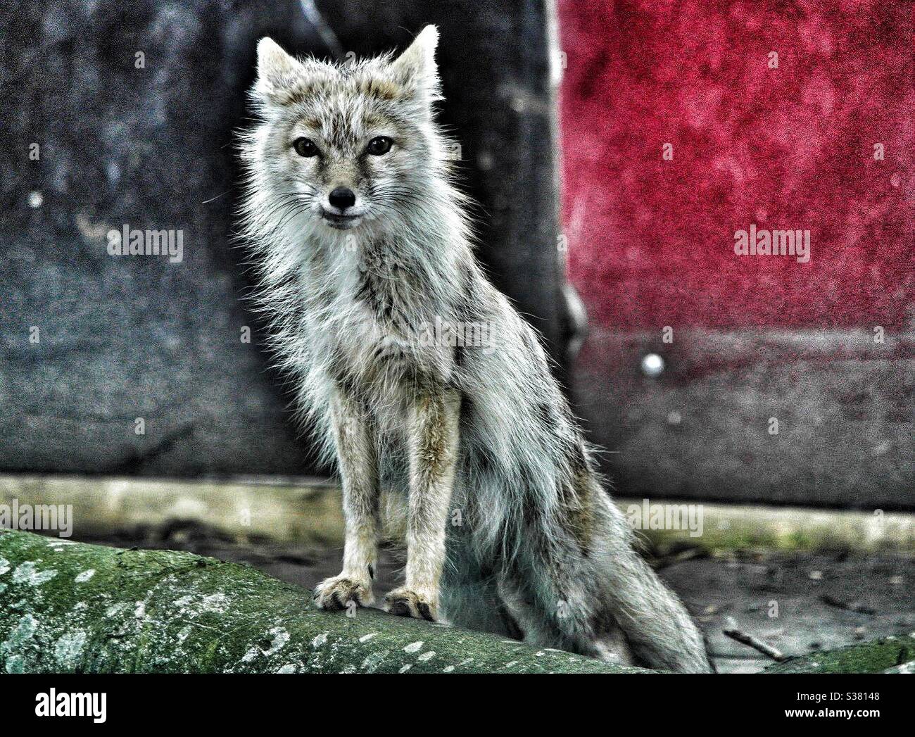 Volpe bianca volpe bianca immagini e fotografie stock ad alta ...