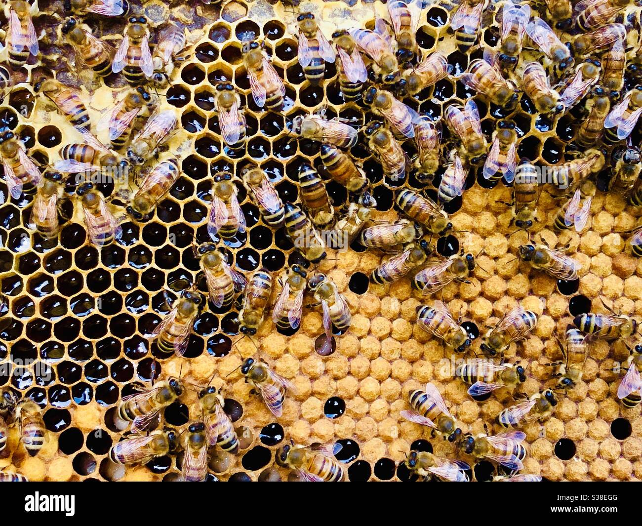 Covata di api sul telaio immagini e fotografie stock ad alta ...