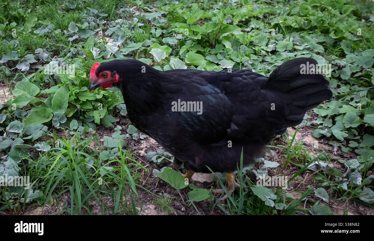 Gallina di pollo nero immagini e fotografie stock ad alta risoluzione ...